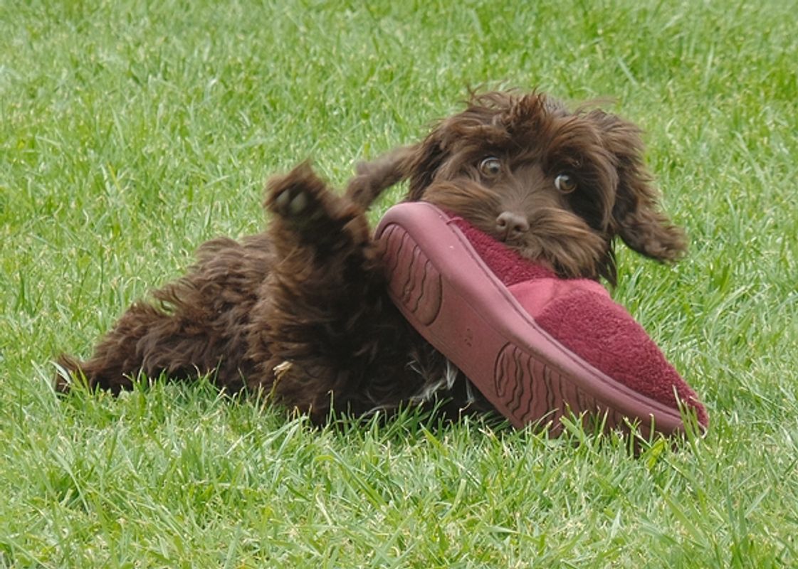 How Do You Stop A Cockapoo From Biting